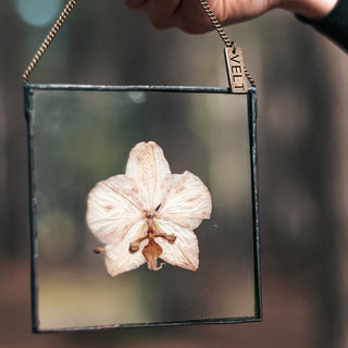 Collections – VELT Designs