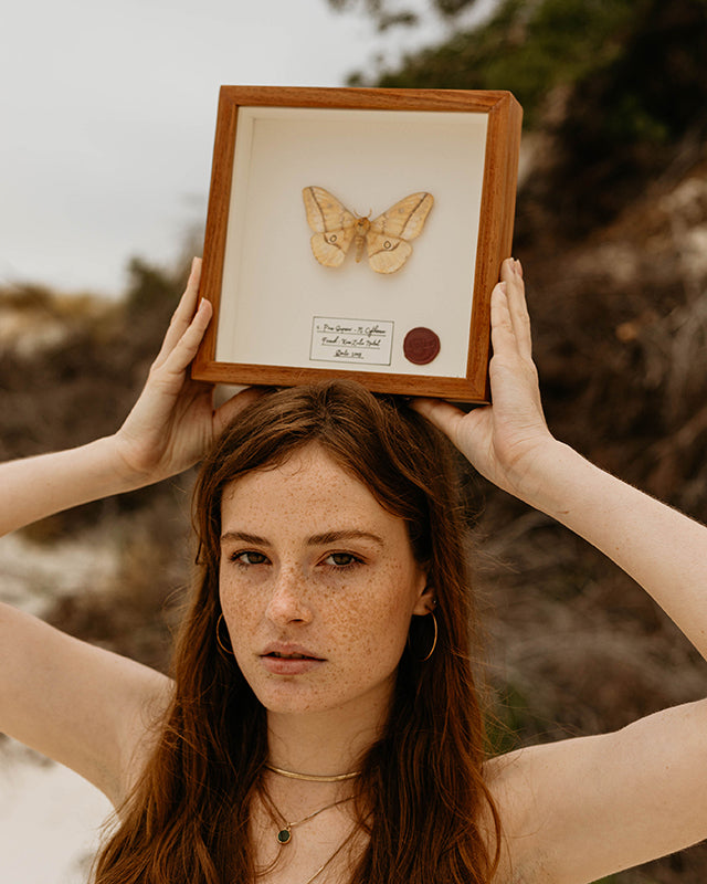 Pine Emperor Moth – VELT Designs