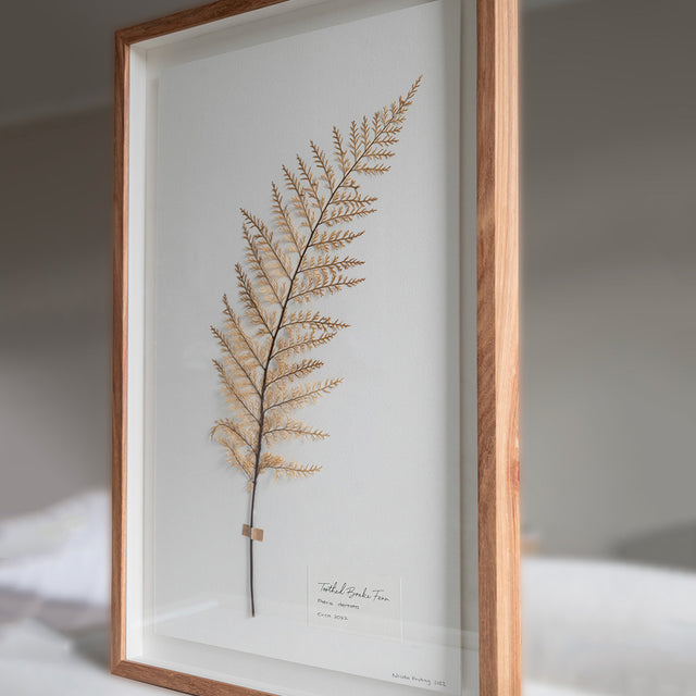 Collections – VELT Designs